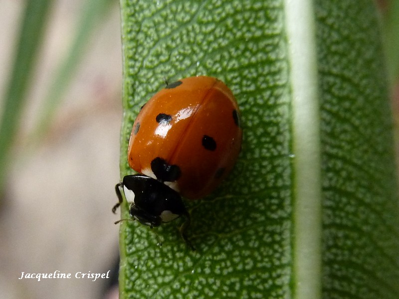 Insectes de la Provence - Coccinellidae